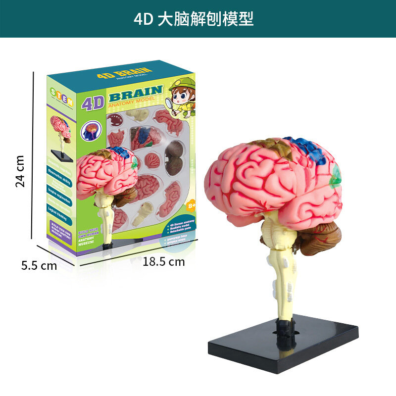 Модель человеческого мозга, серия "Человеческое тело", для учебных пособий