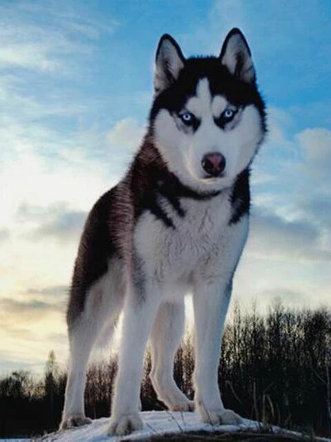 Алмазная живопись HOMFUN Хаски пейзаж Белый, Square Drill 20x25cm, Желтый