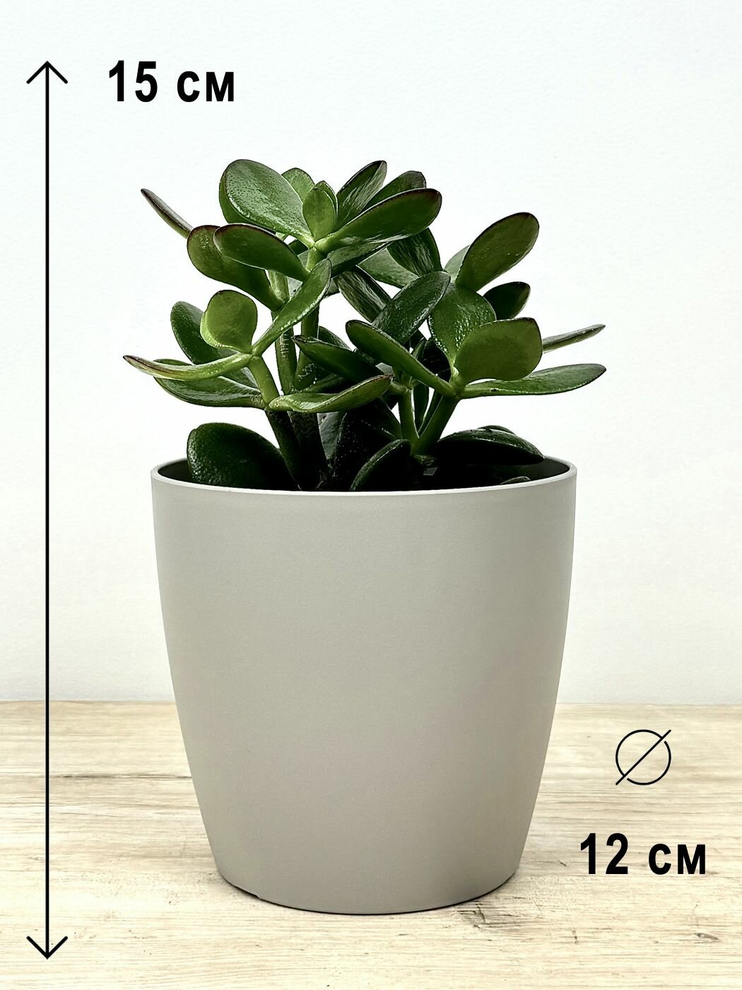Крассула Овата в пластиковом сером кашпо, высота композиции 15-20 см