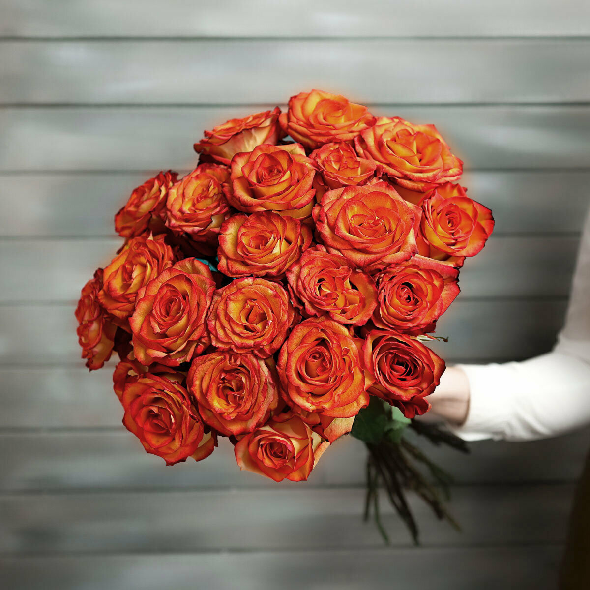 21 оранжевая роза Эквадор, высота 50 см, монобукет от Букет Маркет