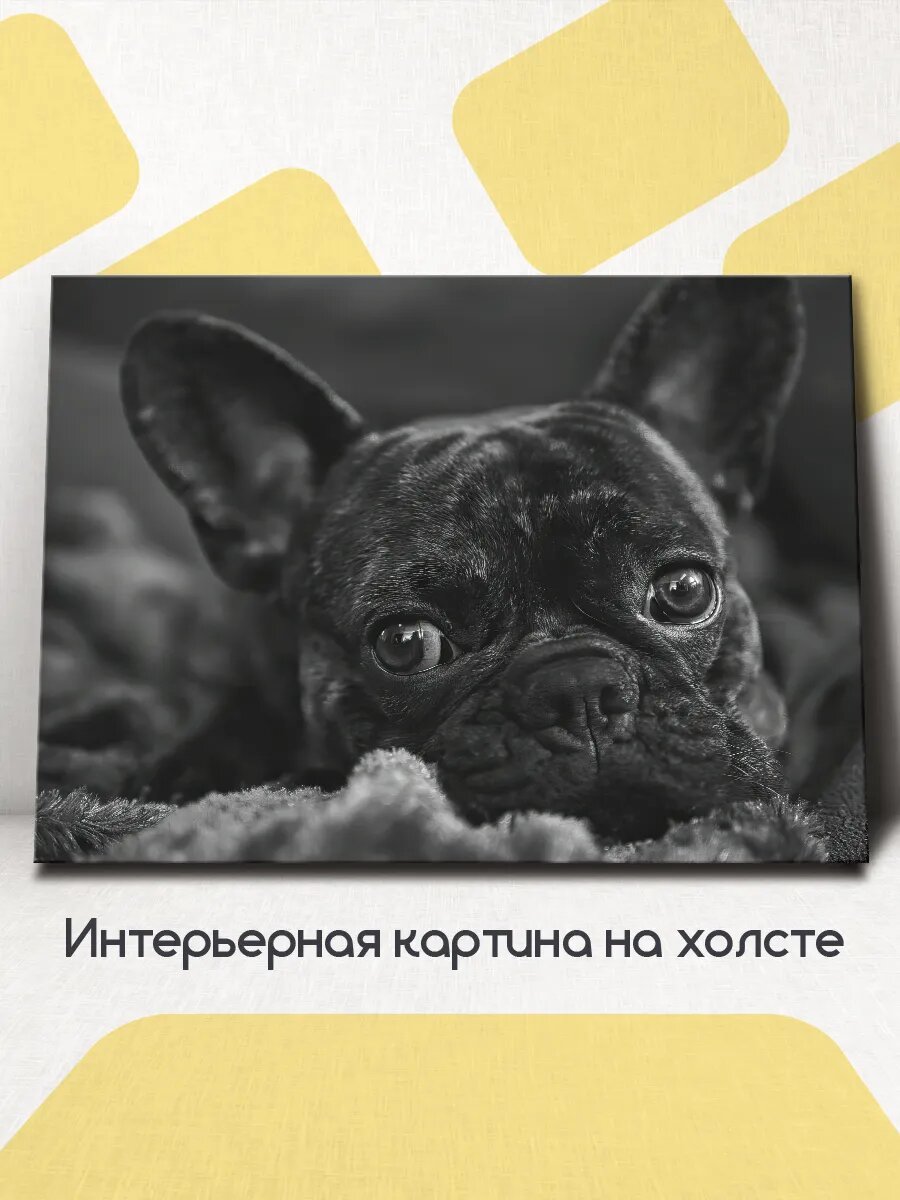 Картина на стену Французский бульдог, собаки 40x30 см