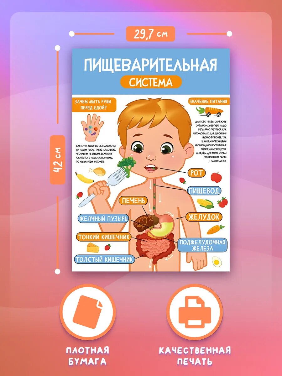 Постер обучающий пищеварительная система — фото 1