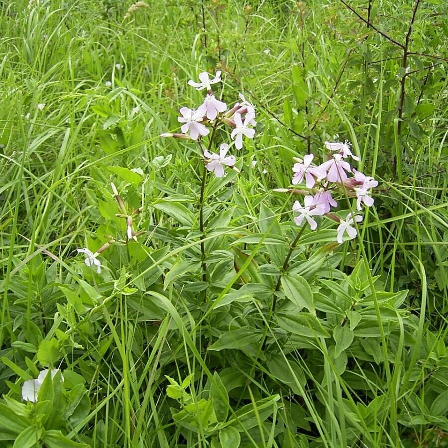 Семена Deodar SEEDS COMPANY Мыльнянка белая лекарственная 20 шт.