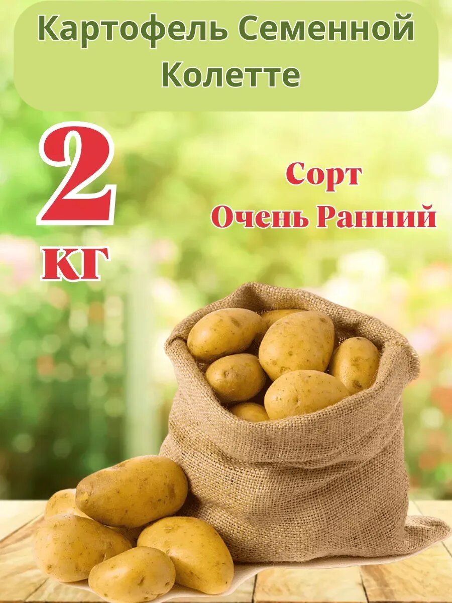 Картофель семенной "Колетте" 2 кг