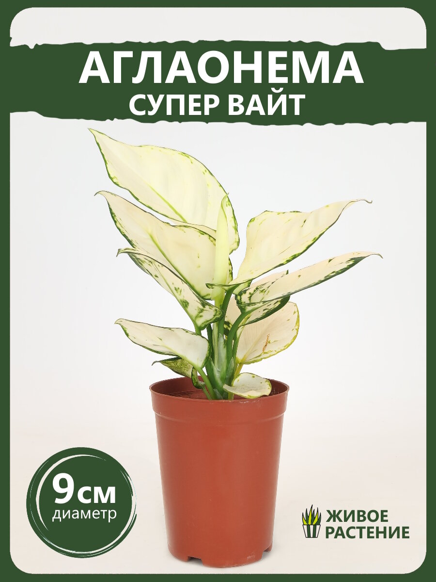Аглаонема Супер Вайт, D-9