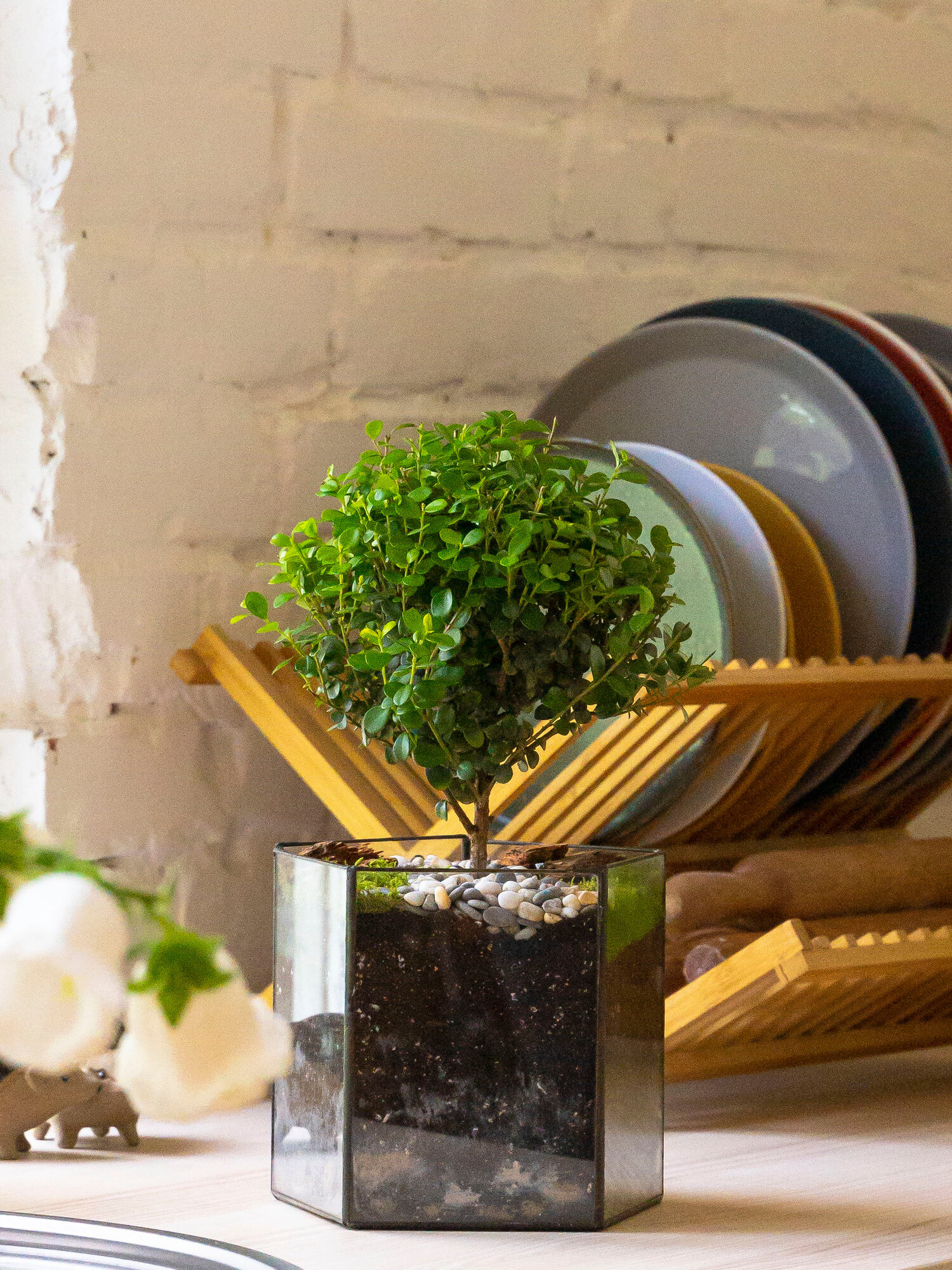 Geo Glass: Мирт комнатное растение , растение мирсина в стеклянном горшке Тиффани