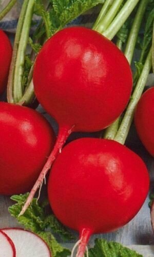 Коллекционные семена редиса Красный Великан Круглый