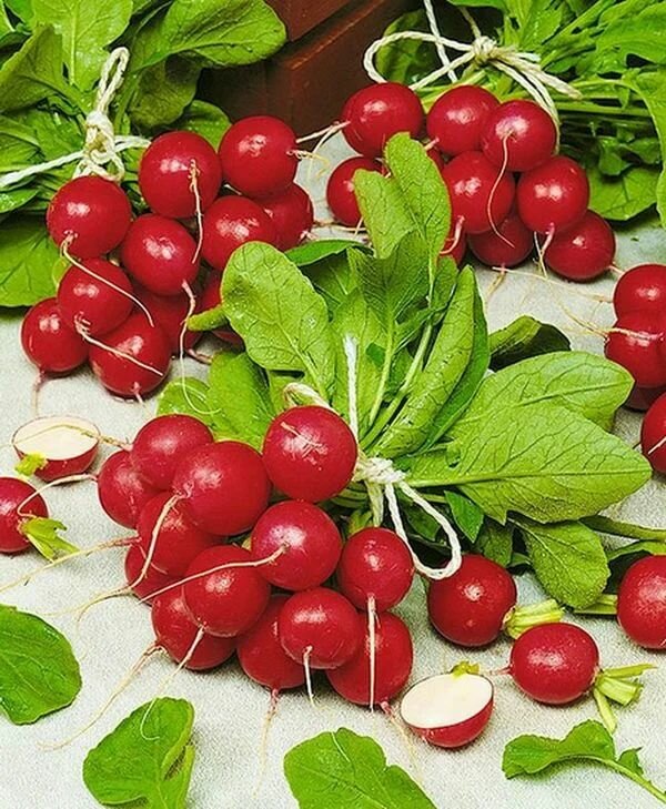 Коллекционные семена редиса Глориет F1