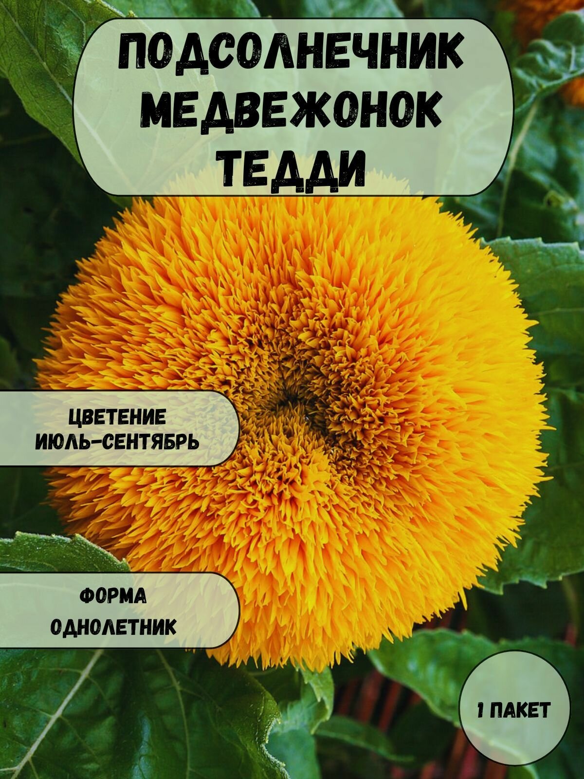 Подсолнечник декоративный Медвежонок Тедди семена 10 шт