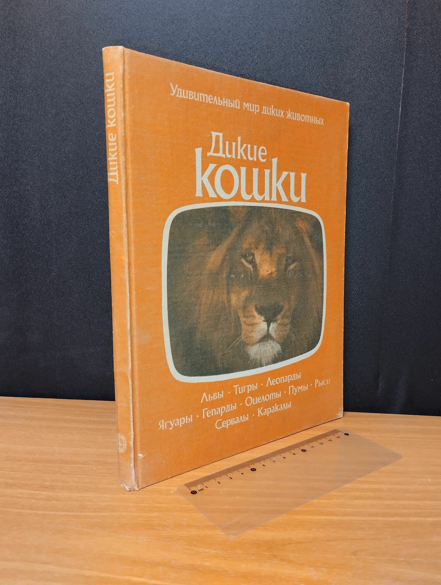 Дикие кошки. 1981