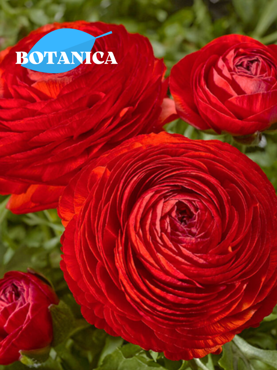 Луковицы цветов, botanica garden, ранункулюс РЕД, ( 10 штук )