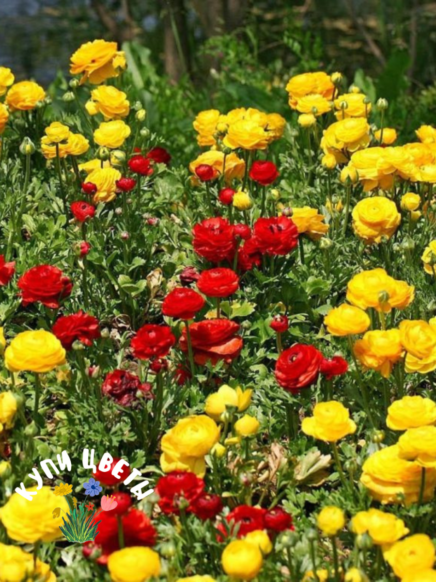 Луковицы цветов, купи цветы, Ранункулюс RED and YELLOW MIX (10 шт)