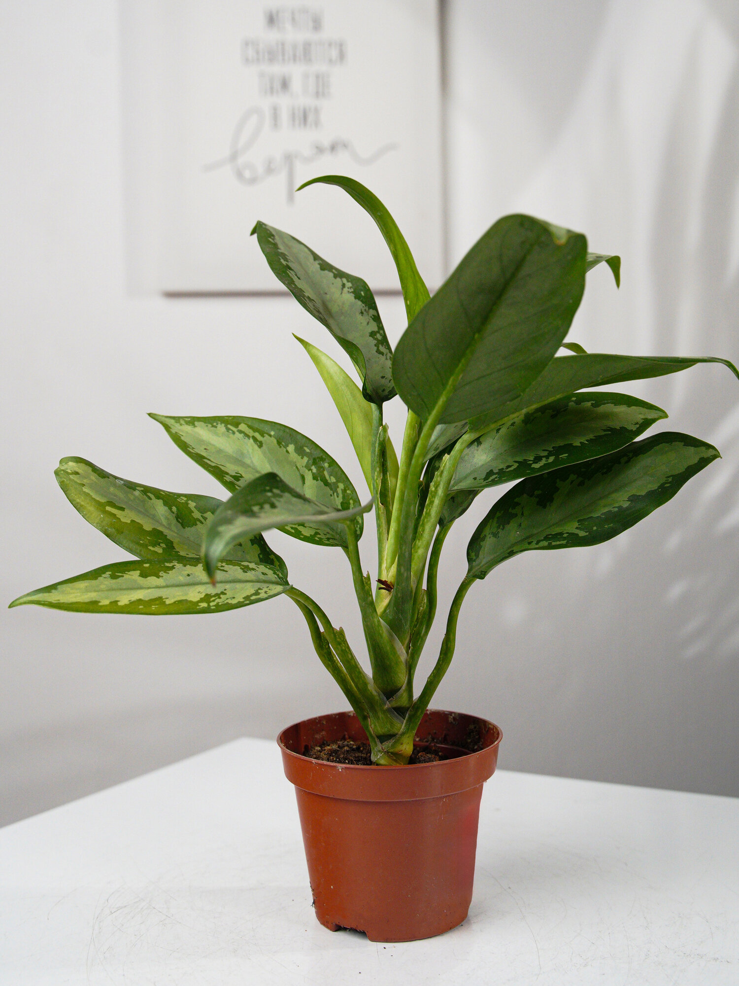 Geo Glass: Аглаонема цветок комнатный , живое растение 9/25 см