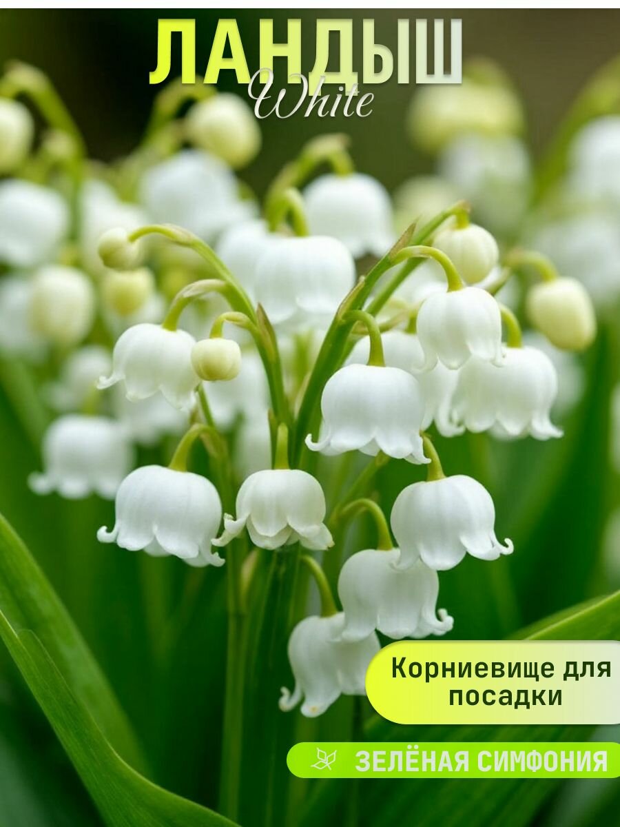 Ландыш майский White (корневище для посадки 5 шт) / клубни, делёнки многолетних растений, корни / для дачи, сада, дома и балкон