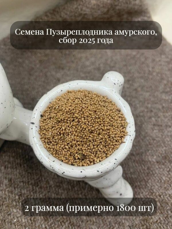 Семена Пузыреплодника амурского, 2 грамма (примерно 1800 шт)
