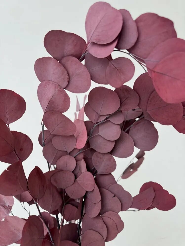 ARANTA Сухоцветы Эвкалипт, 70 см