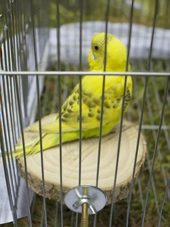 1 наборов аксессуаров для винтов подставки, кормушек для клеток, крепления птичьих жердочек, нержавеющий стальной комплект для маленьких попугаев 4.00X0.20X0.20CM