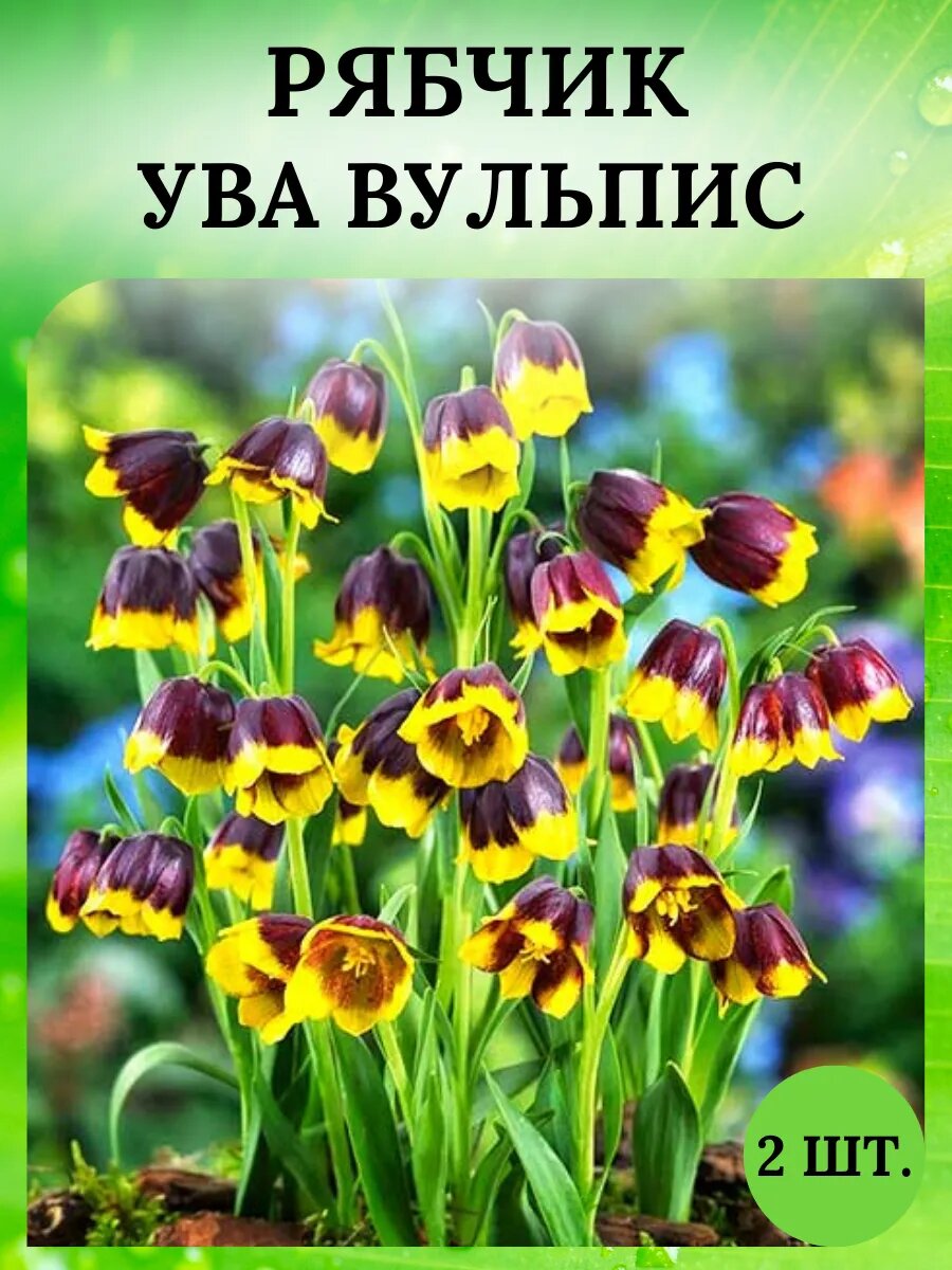 Рябчик императорский, луковицы 2 штуки