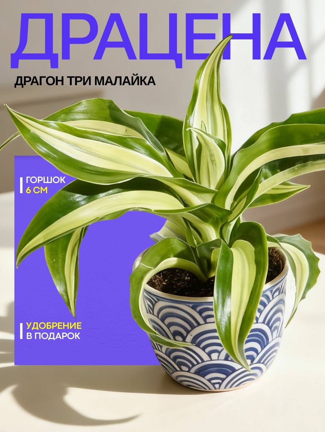 Драцена Драгон Три Малайка комнатный цветок в горшке живой