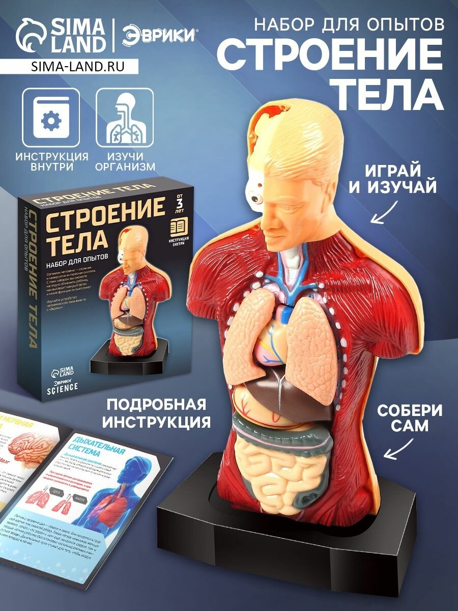 Научный набор Эврики "Строение тела человека", анатомия для детей, биология
