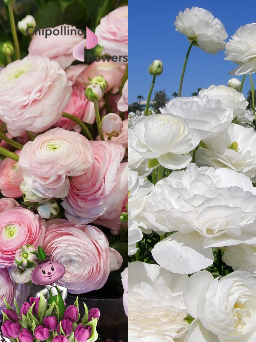 Луковицы цветов, chipollino flowers, TWIN, ранункулюс PINK 10 ШТ / ранункулюс WHITE 10 ШТ (20 луковиц)