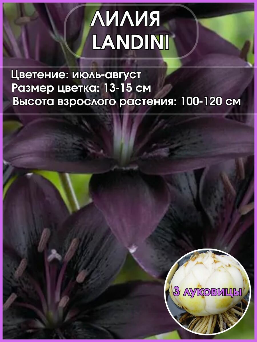 Лилия азиатская Ландини, луковицы 3 штуки