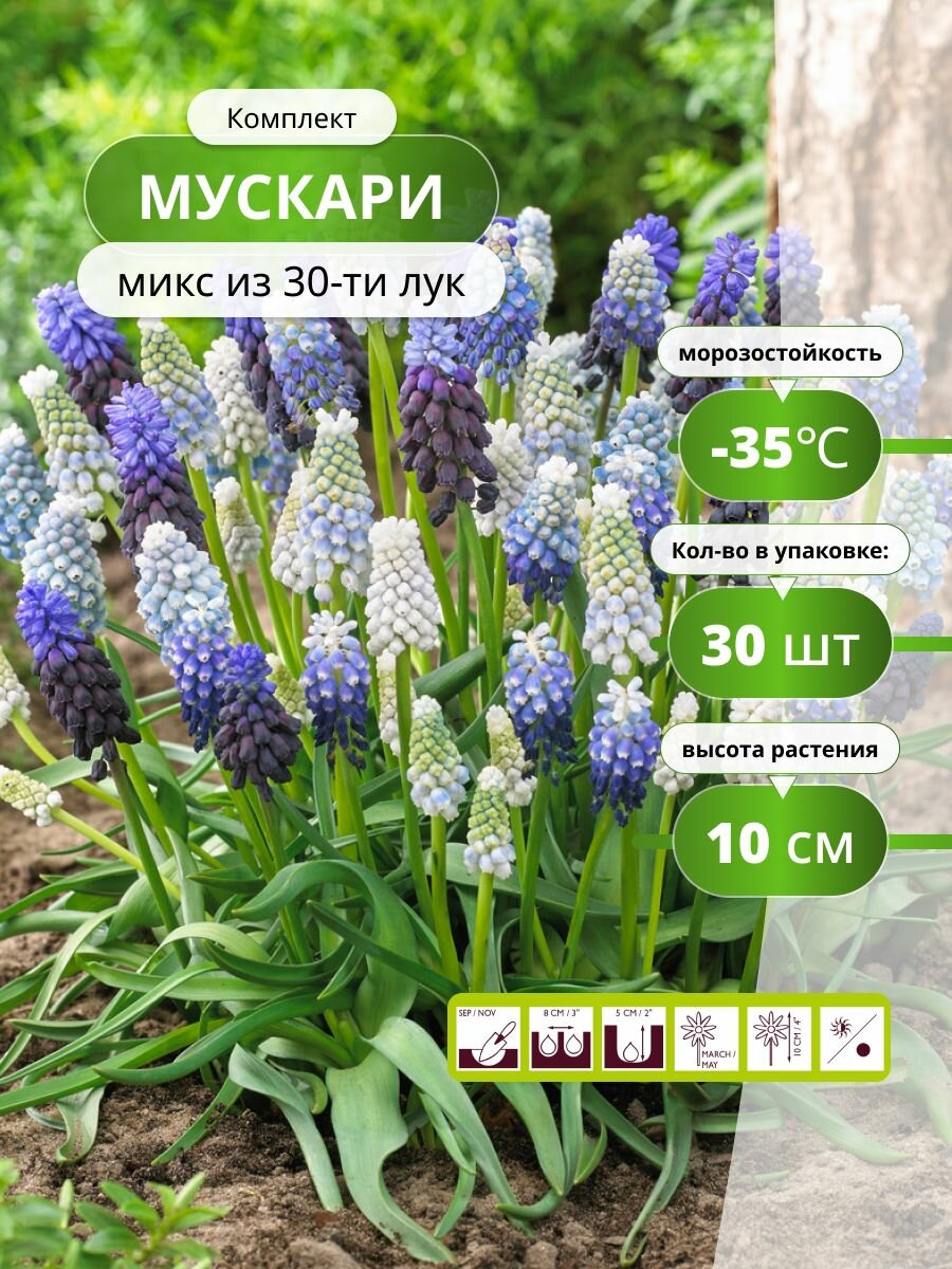 Комплект мускари, микс из 30-ти луковиц / луковичные многолетние цветы