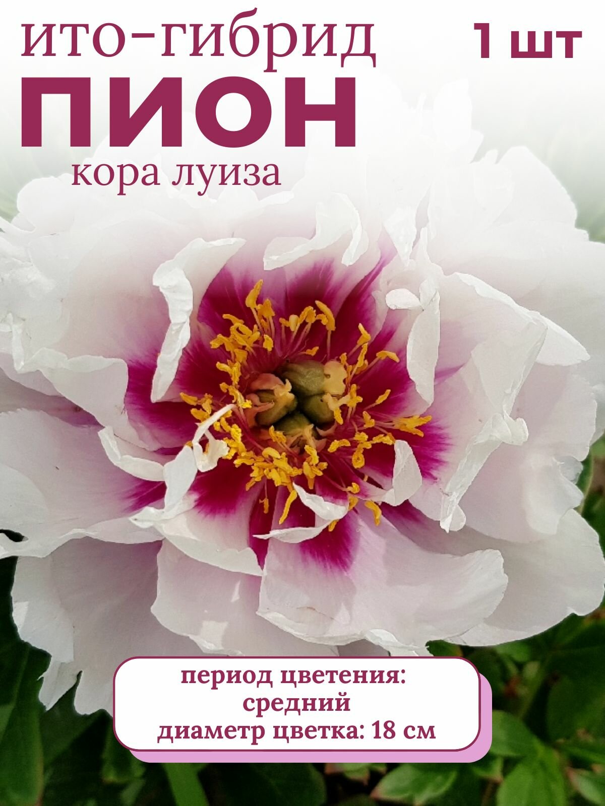 Пион ИТО-гибрид, многолетние цветы 1 шт