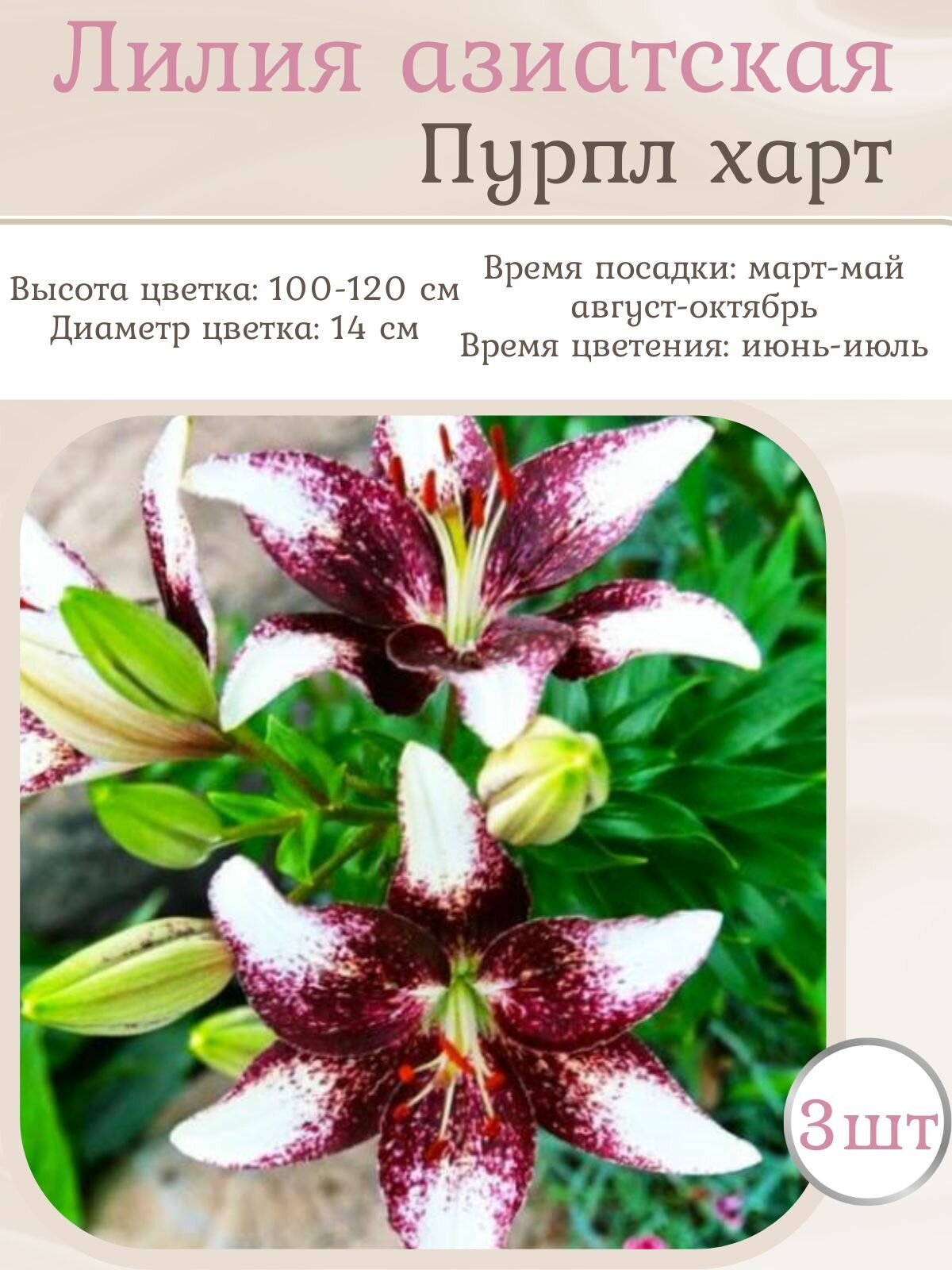 Лилия Азиатская, многолетние цветы, луковицы 3 шт