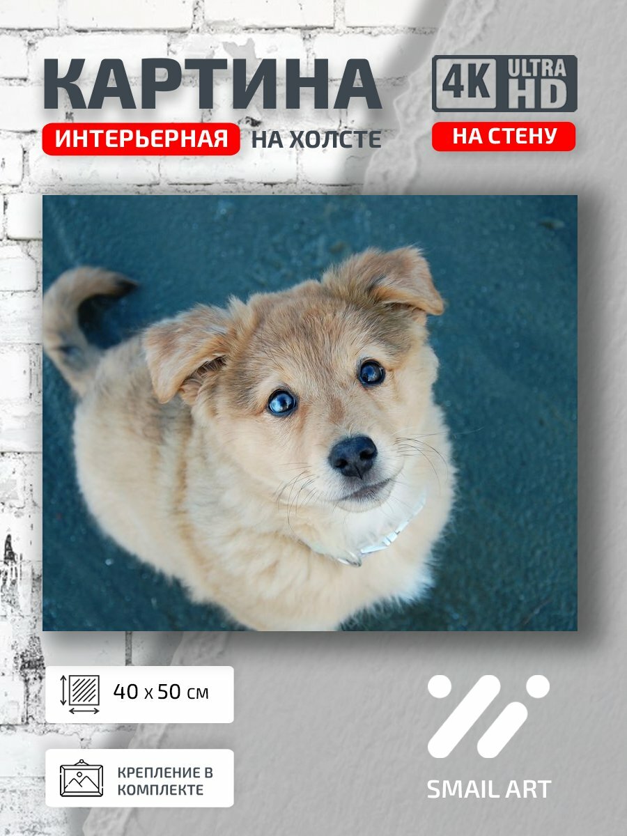 Картина на холсте интерьерная 40 на 50 на стену Собака dog для спальни пейзаж интерьер