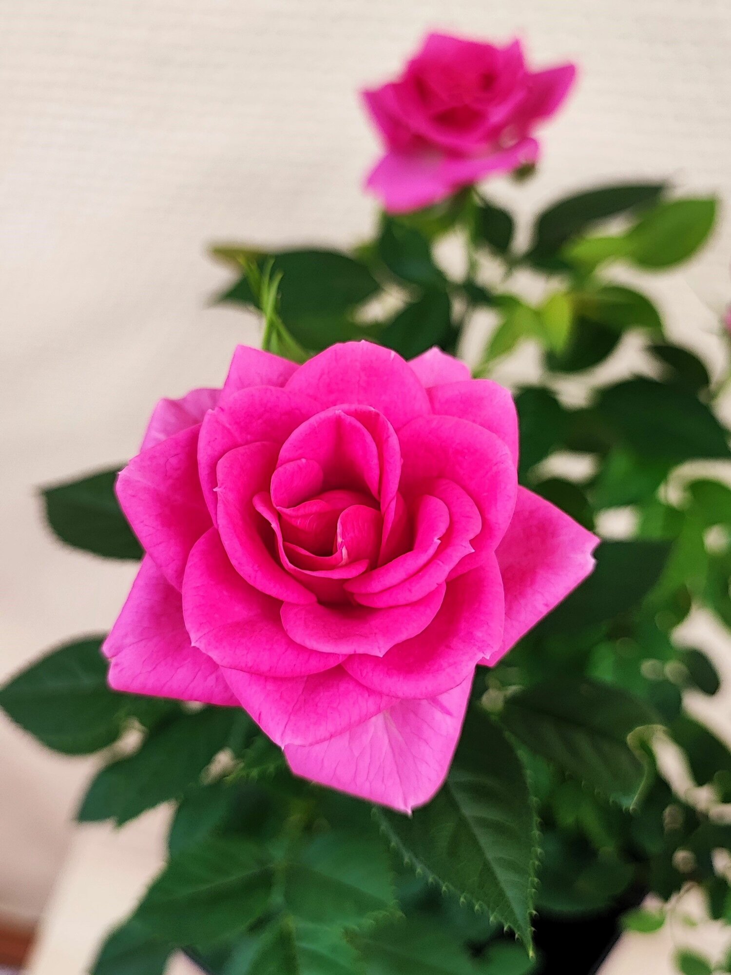 Роза в горшке живая Amica комнатная, розовая, миниатюрная