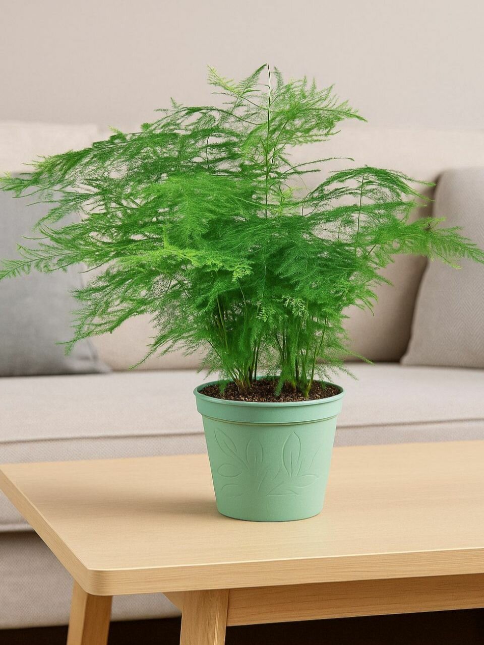 Живой цветок Аспарагус GREEN TOWN, гибридный сорт, многолетнее, место посадки: солнце/полутень