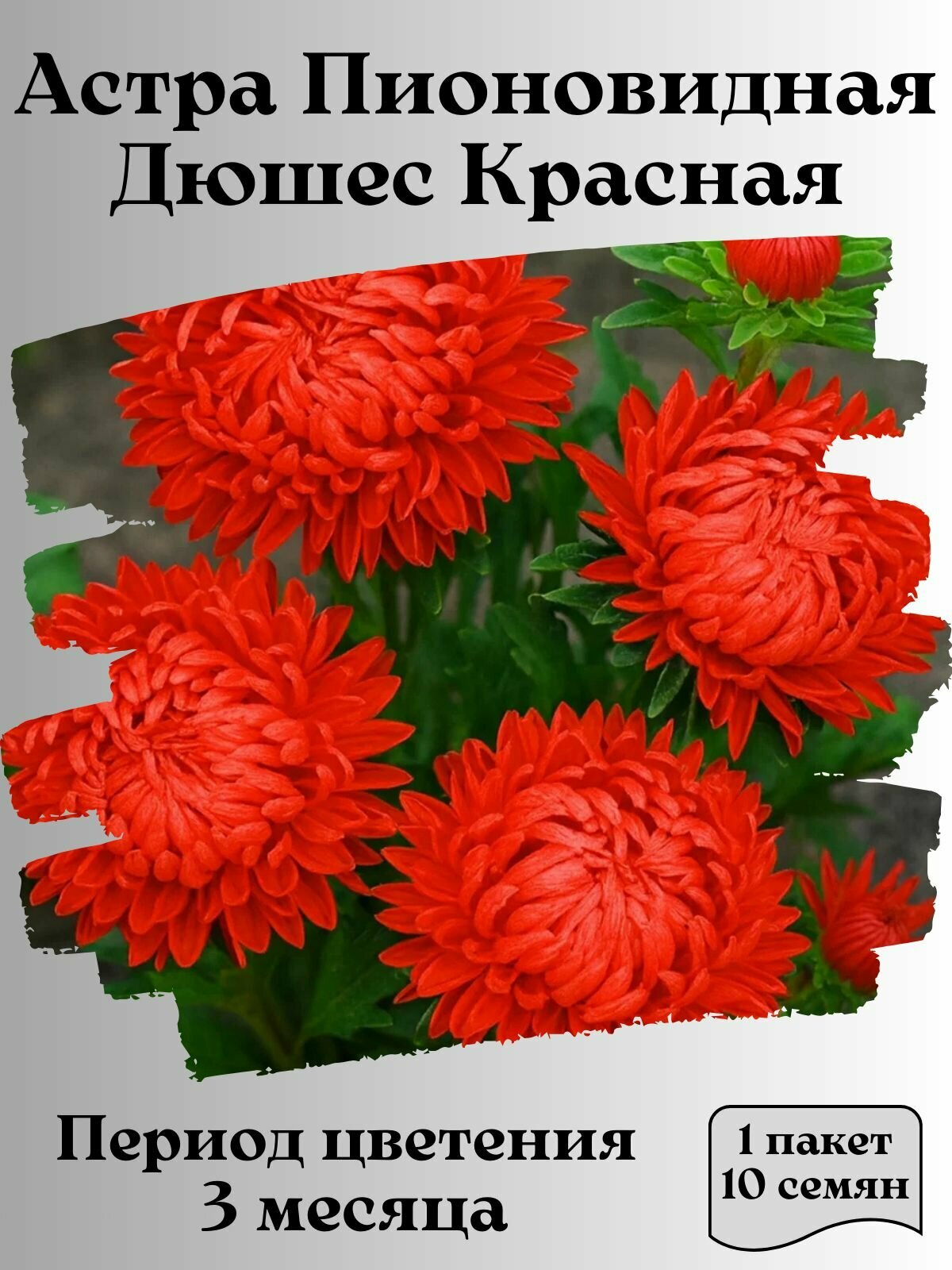 Астра Пионовидная Дюшес Красная, семена, 10 шт, 15 гр.