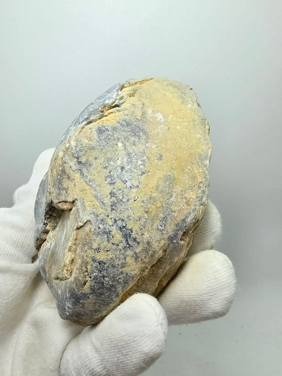 Окаменелая устрица Gryphaea, 104 мм, 396 г.