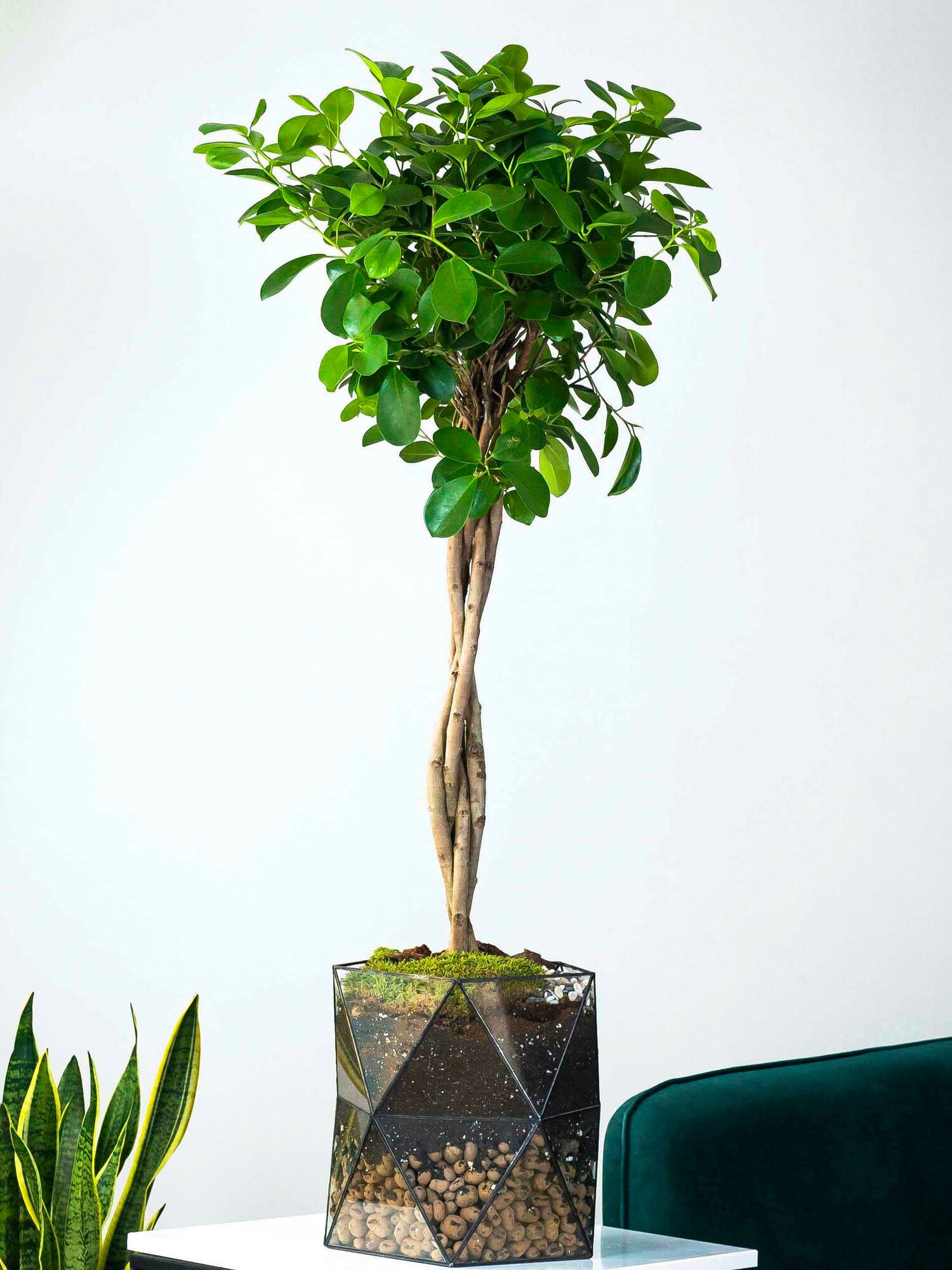 Geo Glass: Фикус Мокламе , стеклянное кашпо , фикус живой в кашпо 110-120 см