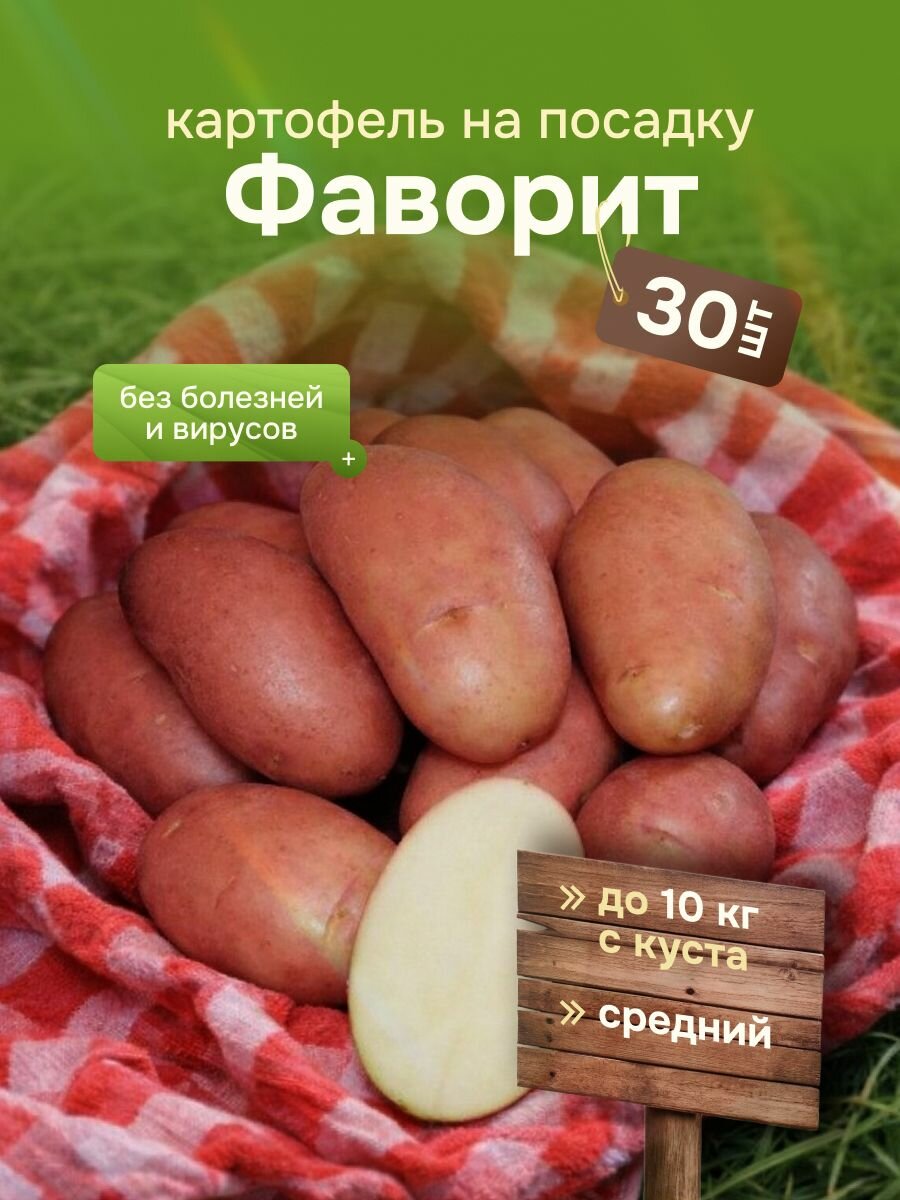 Семенной картофель на посадку Фаворит 30 шт (средний)