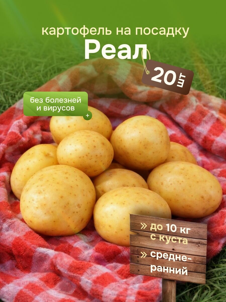 Семенной картофель на посадку Реал 20 шт (среднеранний)
