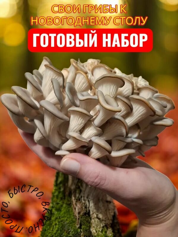 Настоящая грибница Вешенки набор для выращивания дома / семена грибов