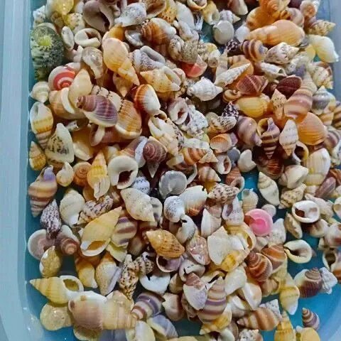 Натуральные декоративные раковины для аквариумов, цветов, садов и ваз