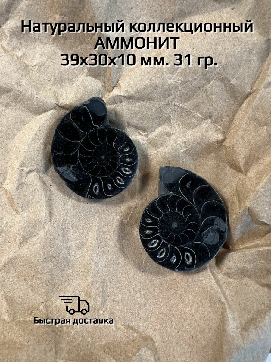 Две половинки отполированных срезов природного аммонита