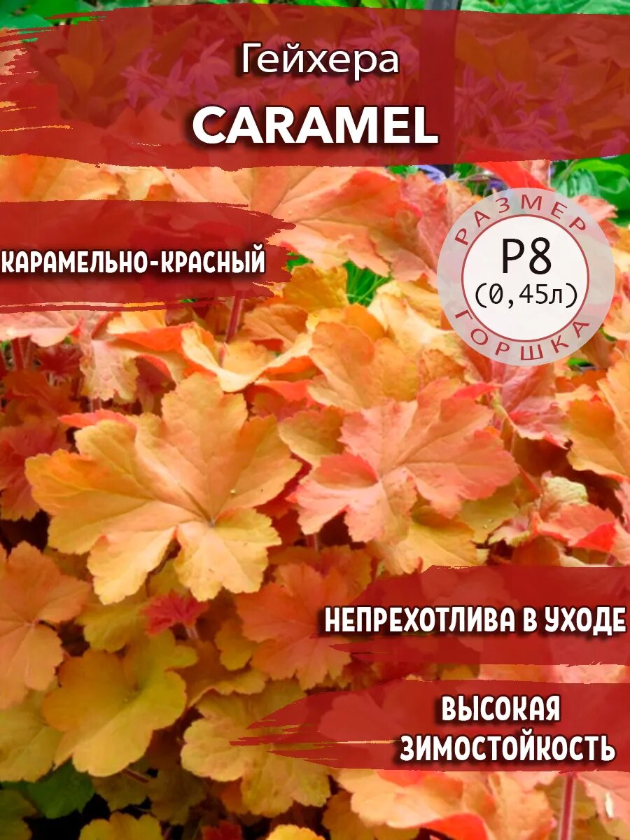 Гейхера Caramel