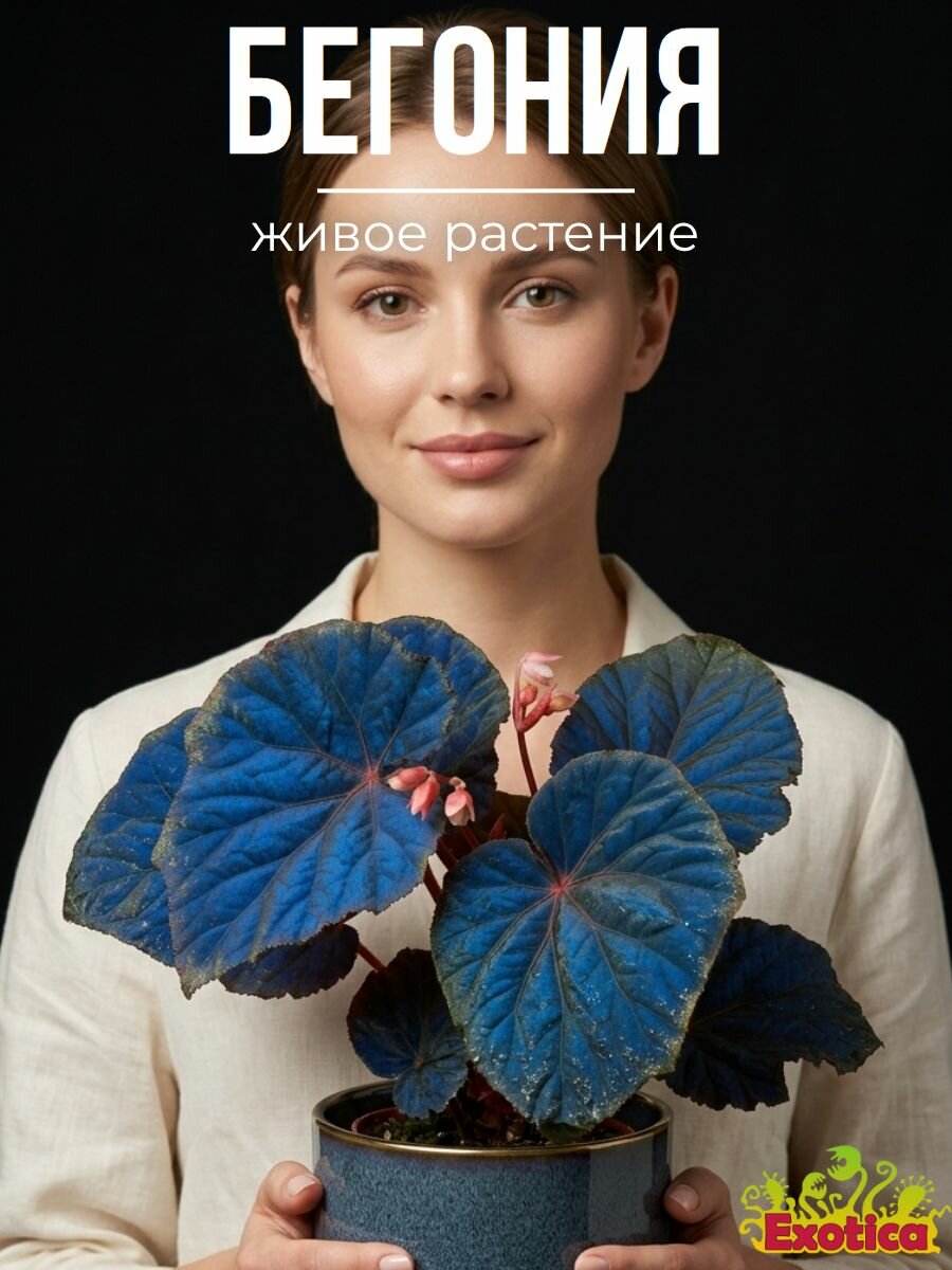 Бегония Таконит (Begonia Taconite) D10см, живой цветок