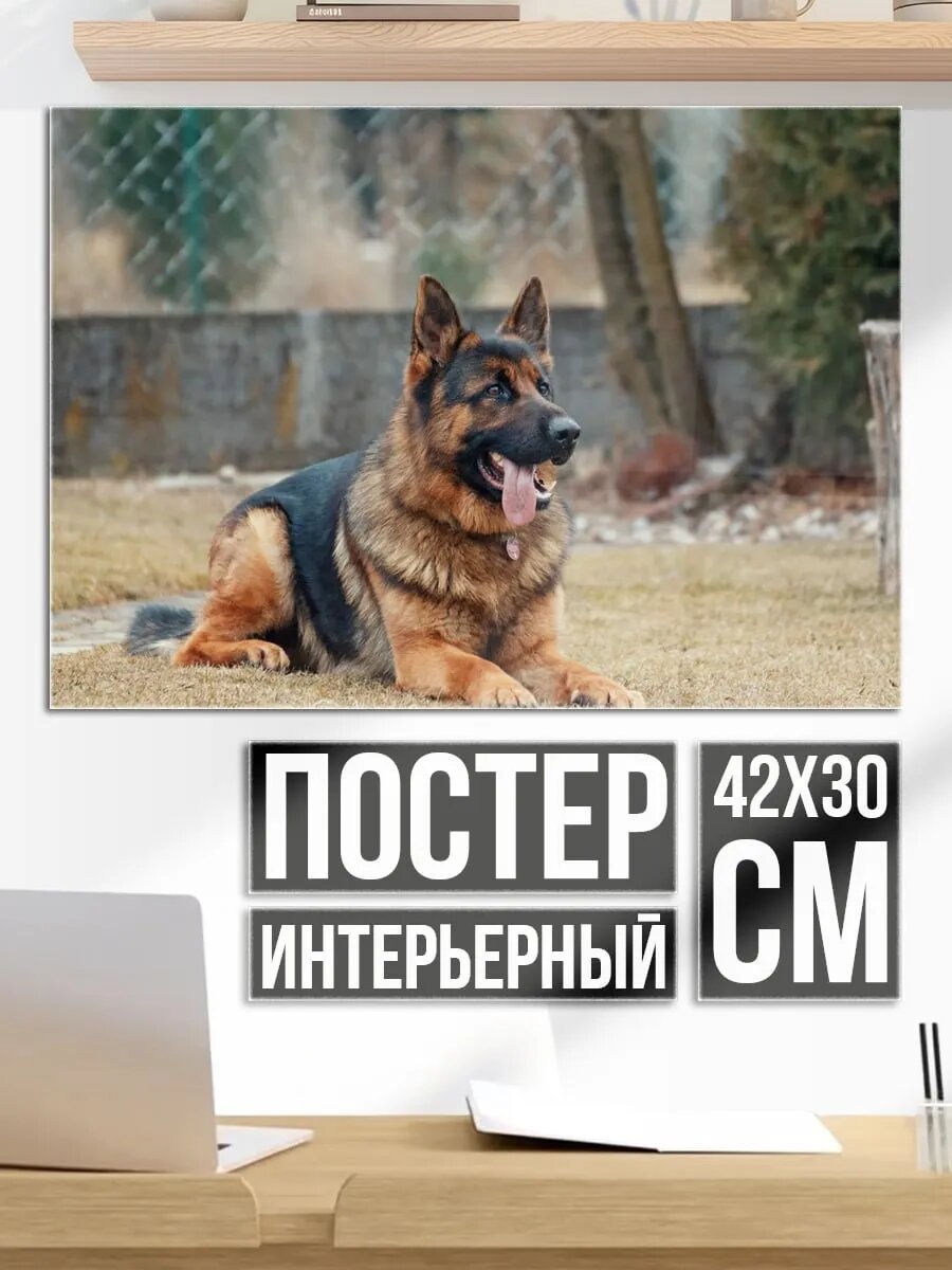 Плакат постер Немецкая овчарка лежит