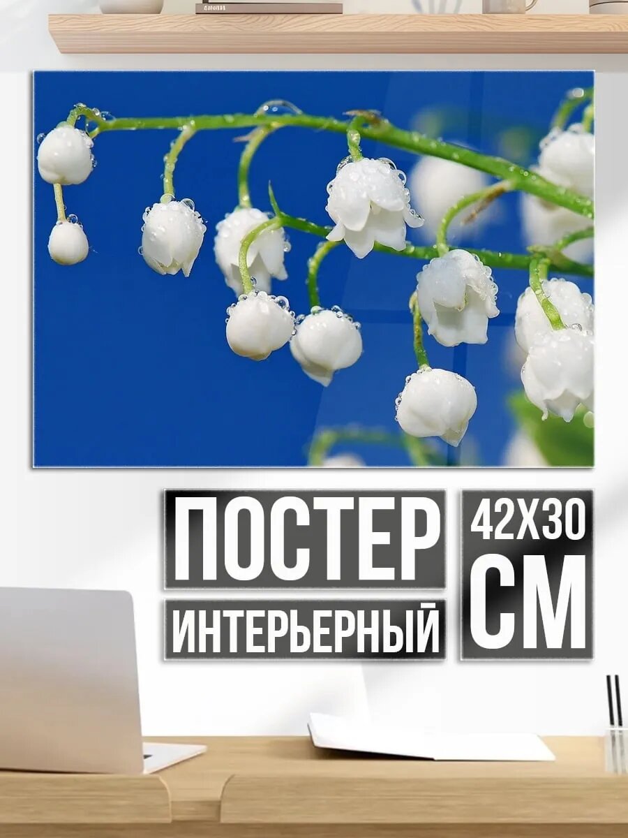 Плакат постер Ландыши на синем