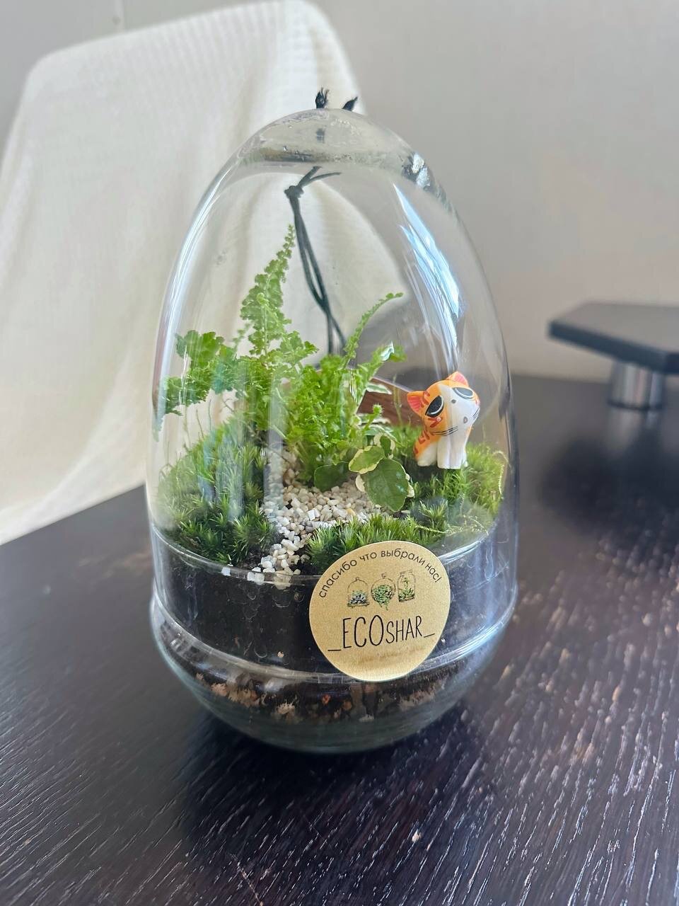 Флорариум экосистема с живыми растениями