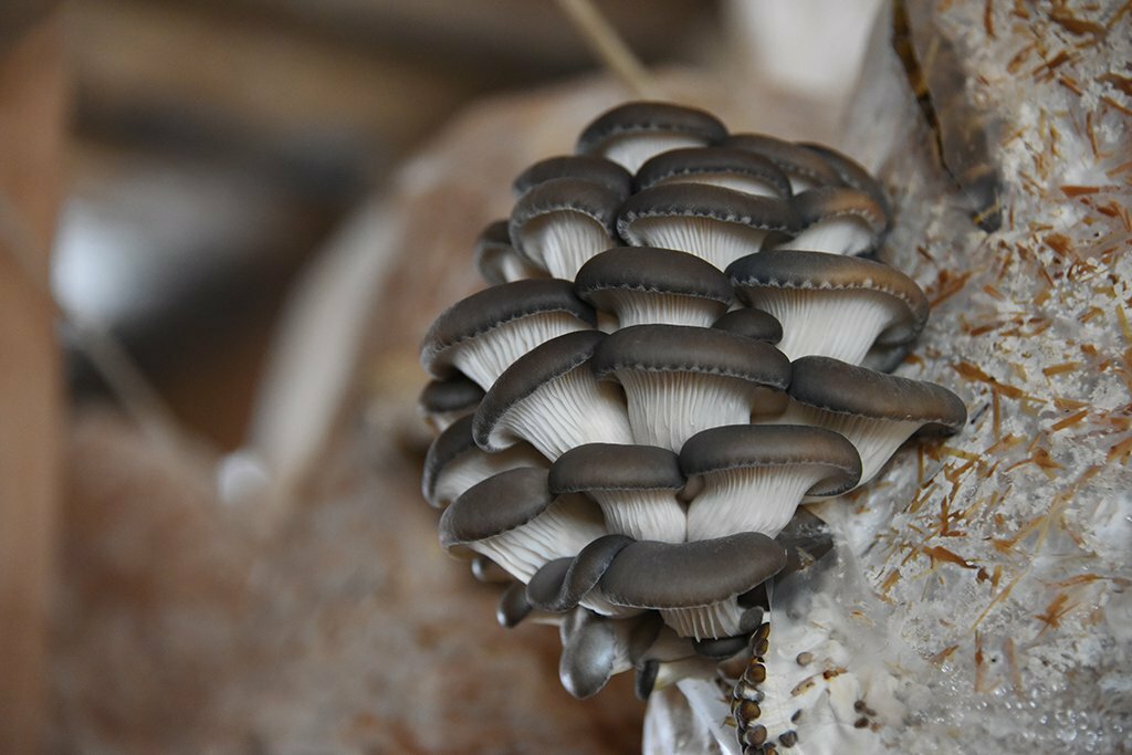 Мицелий грибов вешенка зерновой (штамм НК35) - 500 гр.