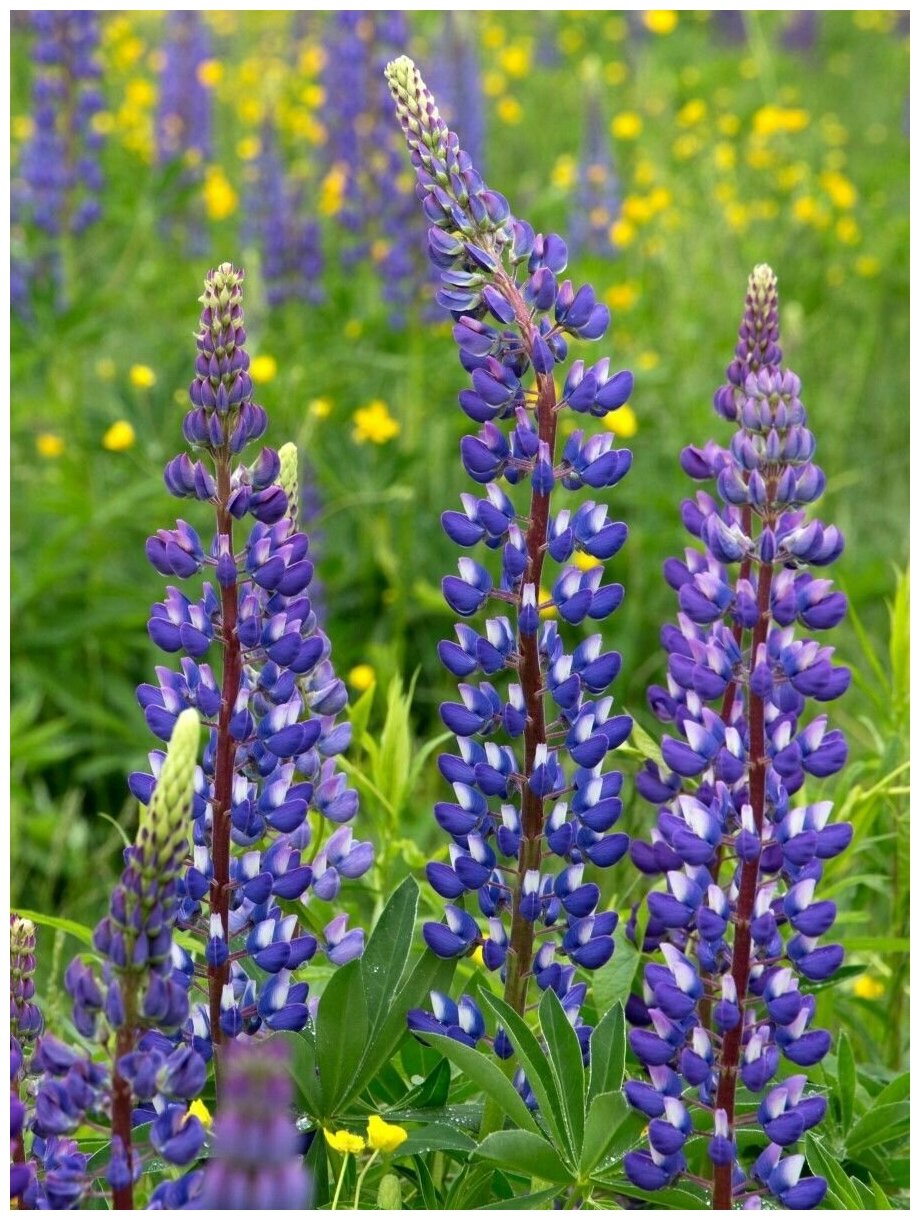 Семена Люпин узколистный синий (Lupinus angustifolius), 15 штук