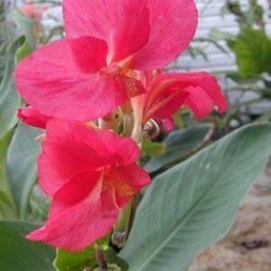 Канна Empire 1 шт. луковицы, клубни, корни цветов