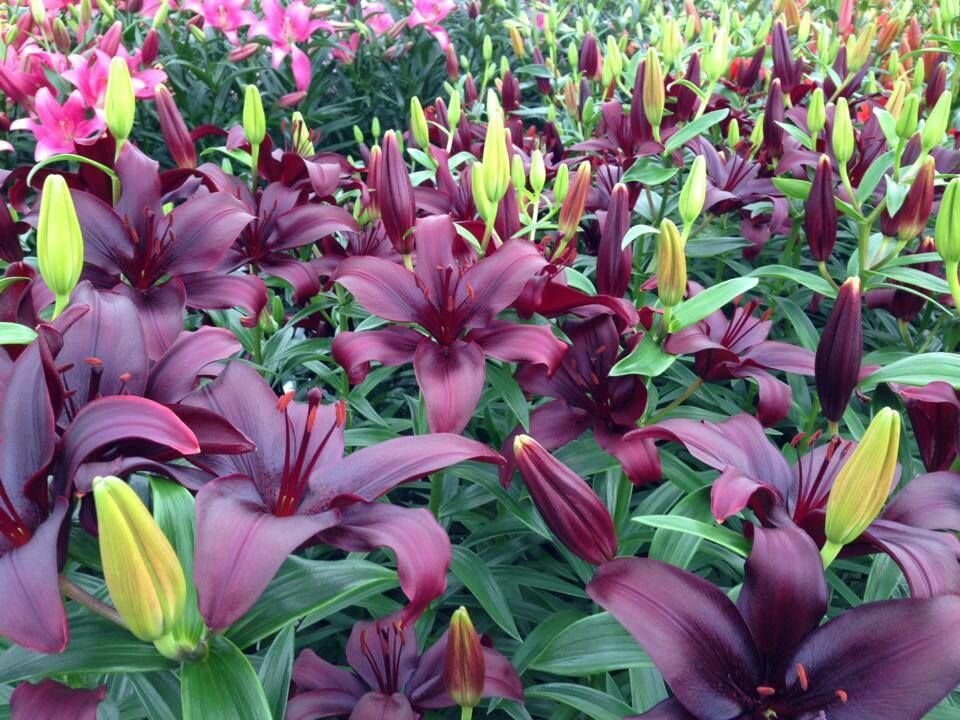 Лилия Маскара 1 шт