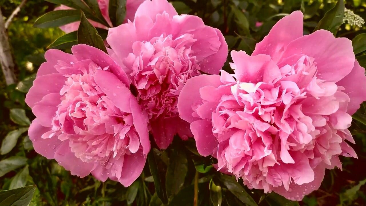 Пион древовидный Дарк Пинк луковицы, клубни, корни цветов